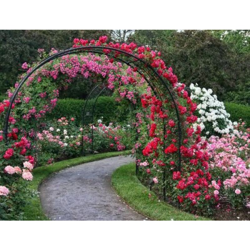 Climbing Roses Tree /Pokok Bunga Ros Menjalar Hidup (randomly picked ...