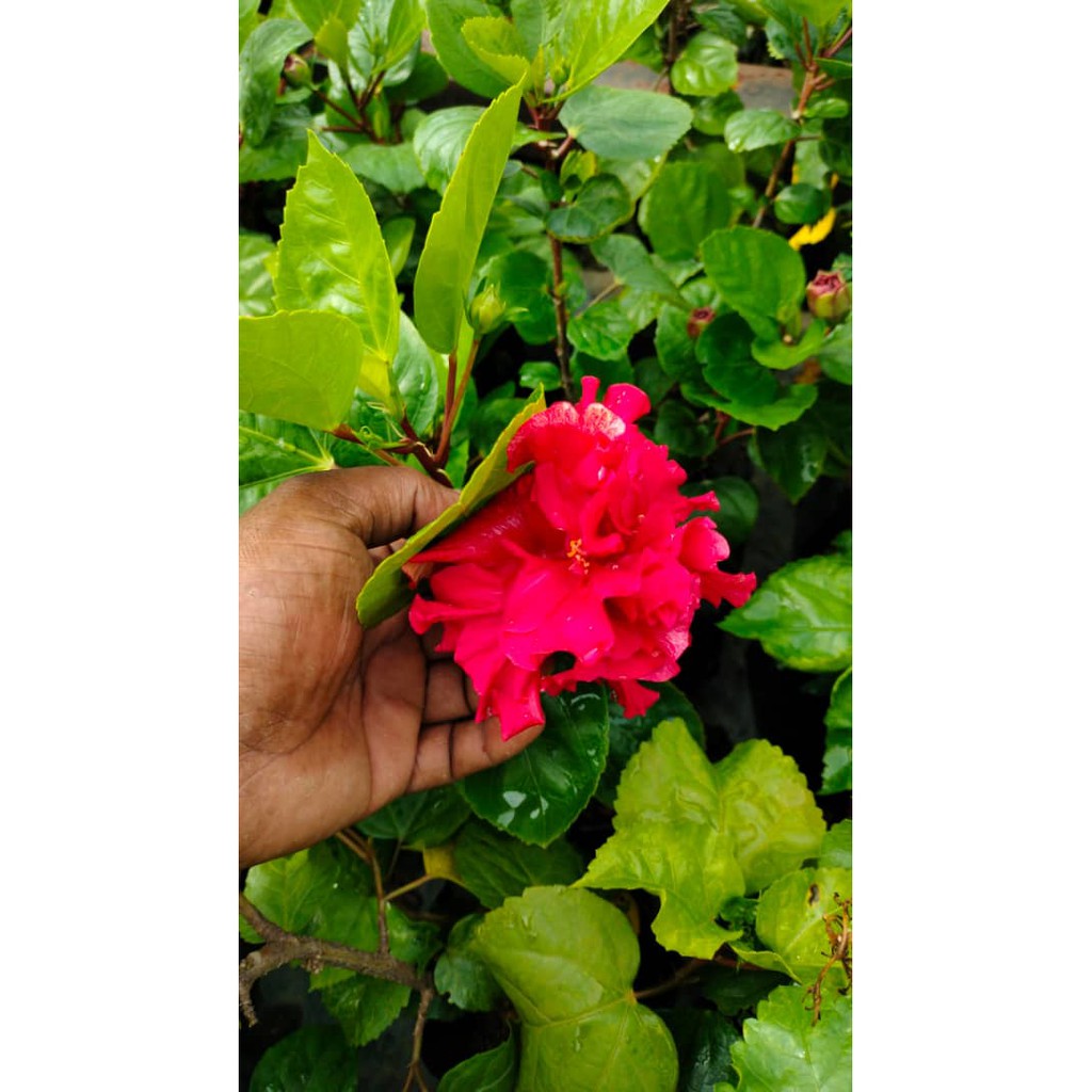 Bunga Raya/Anak Pokok Bunga Raya Berlapis/Purple MERAH/Hibiscus flower ...