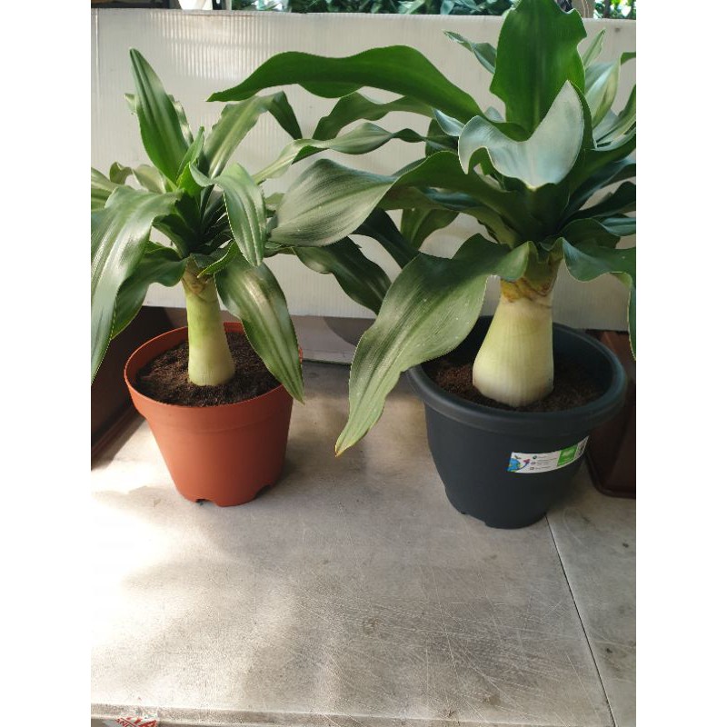CRINUM DWARF/ POKOK CRINUM DWARF | Shopee Malaysia