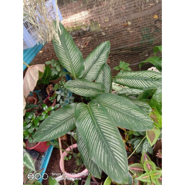 pokok jenis calathea/pokok besar | Shopee Malaysia