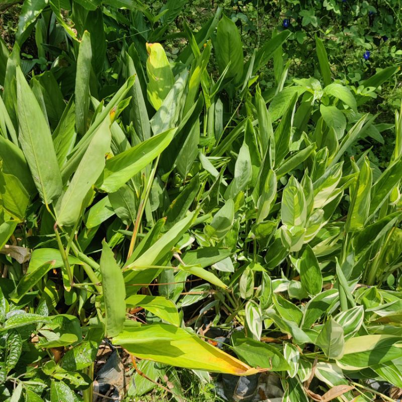 ANAK POKOK UBI GARUT/UBI LARUT/UBI SAGU(HIJAU/BATIK) | Shopee Malaysia