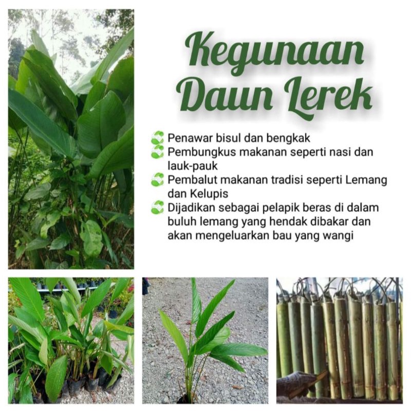 Pokok Lerek dan Kegunaannya | Shopee Malaysia