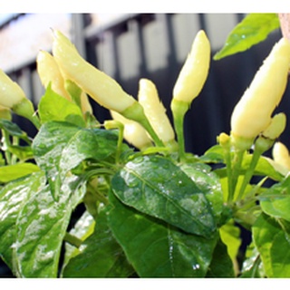 Chilli Seeds Sarawak / Biji Benih Pokok Cili Sarawak - Garden Well ...