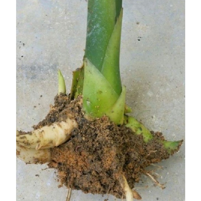 KERATAN UMBISI POKOK KANTAN(RIZOM KANTAN) | Shopee Malaysia