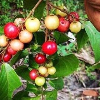 ANAK POKOK BUAH ROKAM | Shopee Malaysia