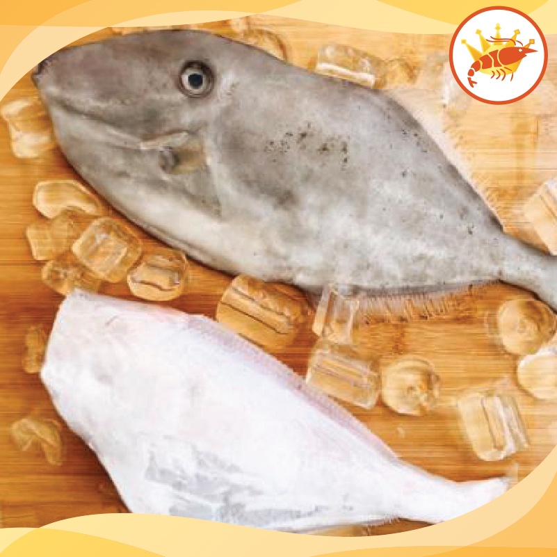 Leather Jacket Whole Clean Headless / Ikan Leather Jacket +-250g ...