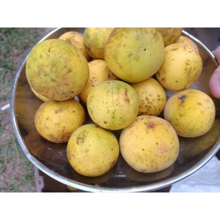 Buah setei manis (species macam setoi )1kg | Shopee Malaysia