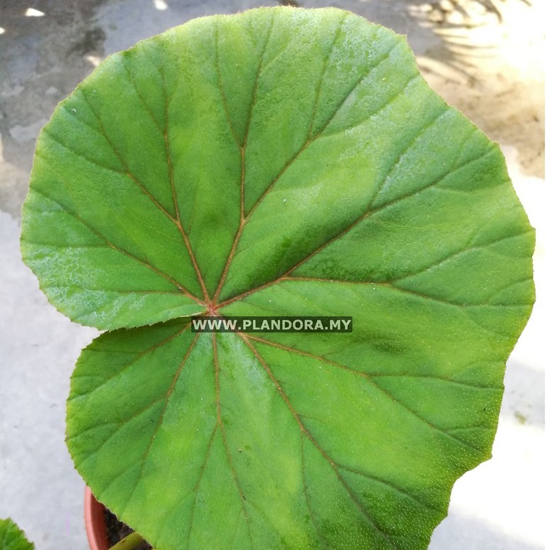 Begonia Popenoei (Live Plant) | Shopee Malaysia