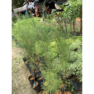 Pokok rhu pantai theshaxfeen | Shopee Malaysia