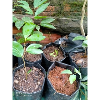 anak pokok nam- nam @ pokok katak Puru murah | Shopee Malaysia