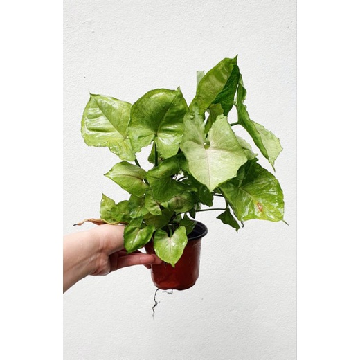 Syngonium Bold Allusion (Bushy) | Shopee Malaysia