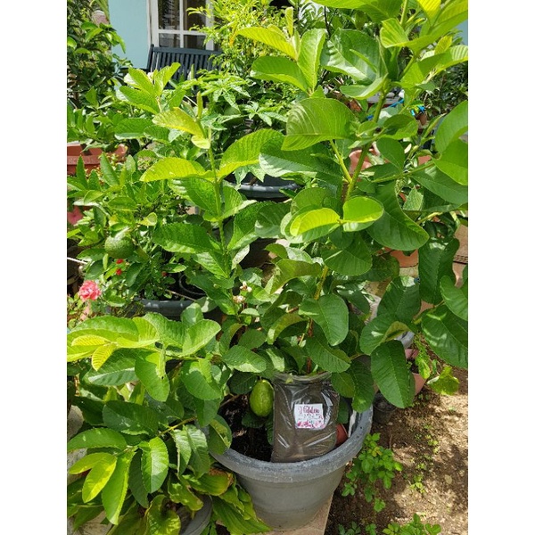 Baja organic 1 kg satu pack | Shopee Malaysia