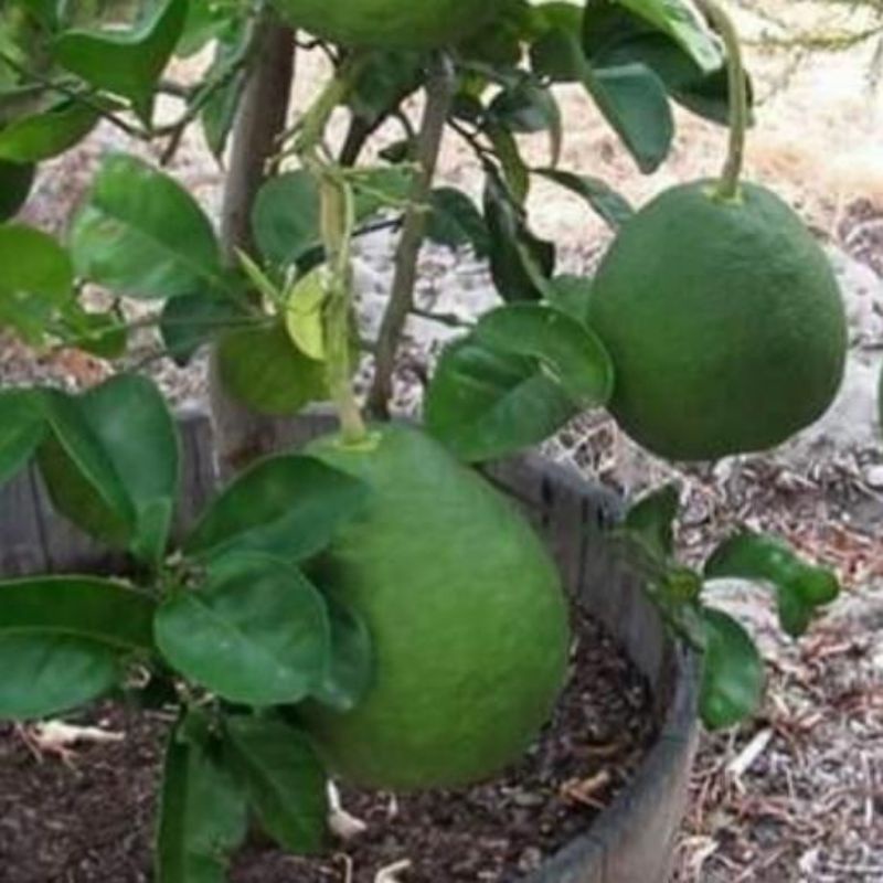 Pokok Limau Bali Merah Hybrid | Shopee Malaysia