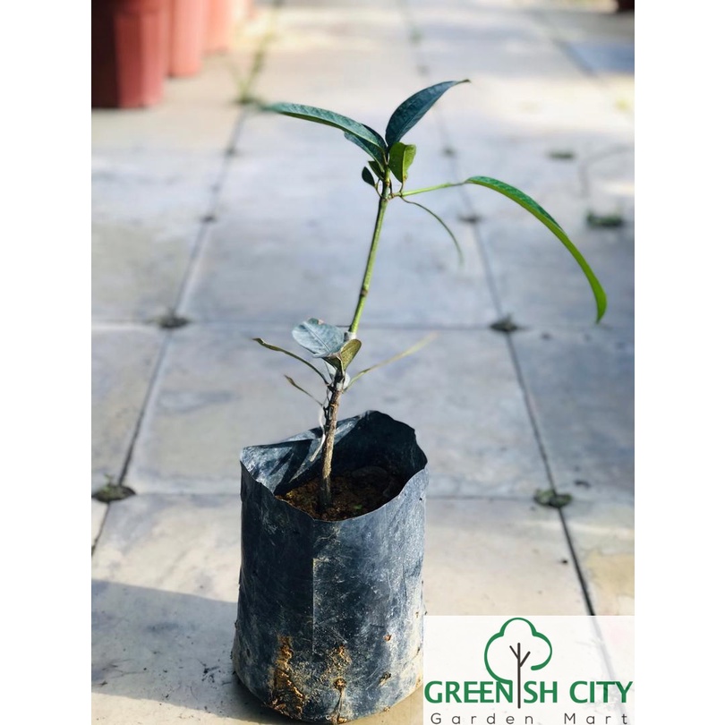 GNC - Mangosteen Fruit Tree Pokok Buah Manggis Master / Mesta 陀螺山竹 ...