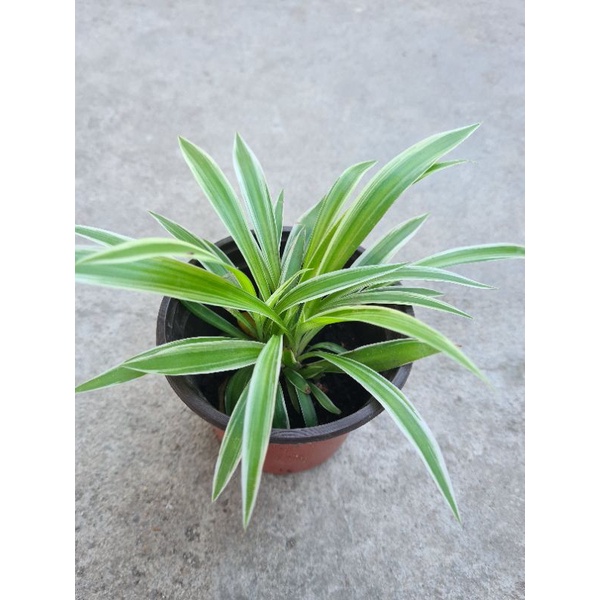 Anak pokok spider plant | Shopee Malaysia
