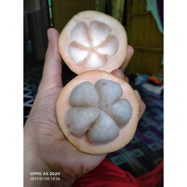 Buah Setol kampung segar 1kg | Shopee Malaysia