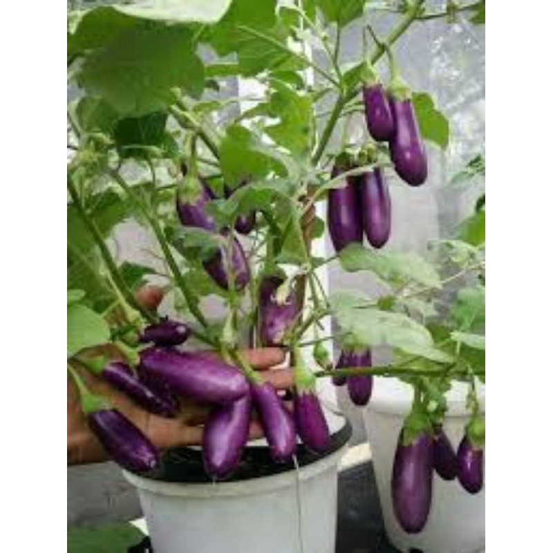 Anak Pokok Terung.... | Shopee Malaysia