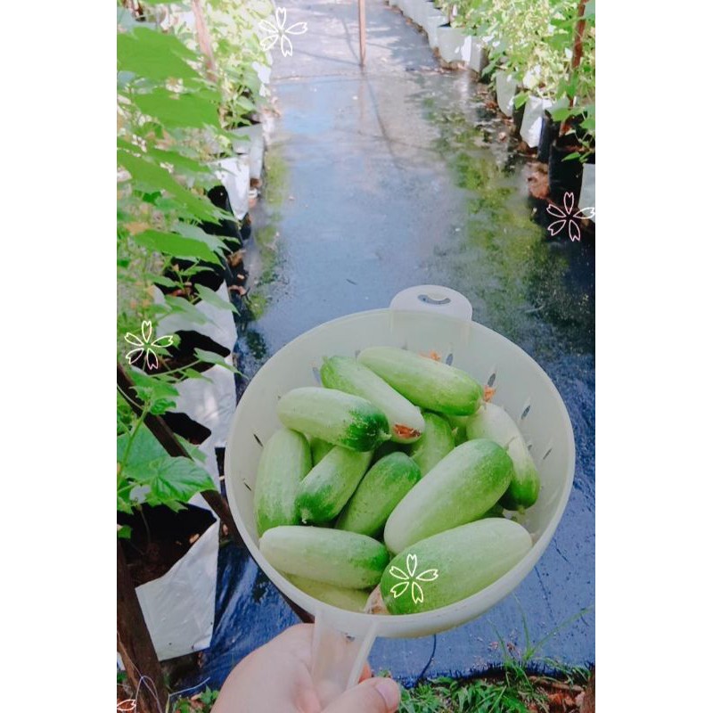 TIMUN BABY SEGAR / TIMUN KECIL / TIMUN BABY TERENGGANU | Shopee Malaysia