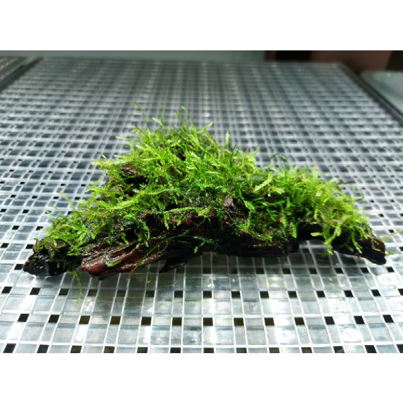Java Moss on Driftwood (Aquarian Plant) | Shopee Malaysia