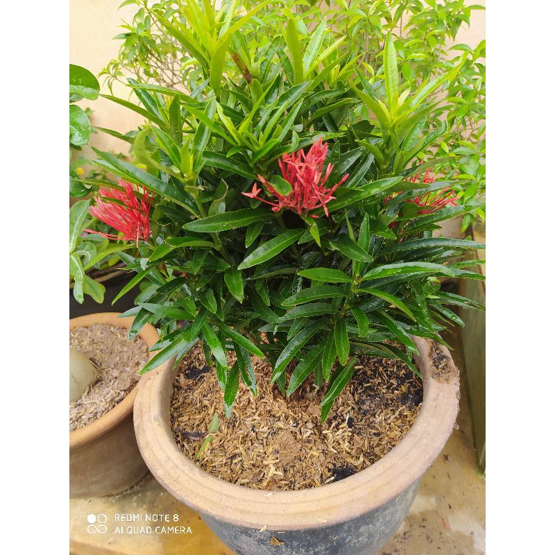 ixora merah / bunga ixora merah / exora merah / bunga exora merah ...