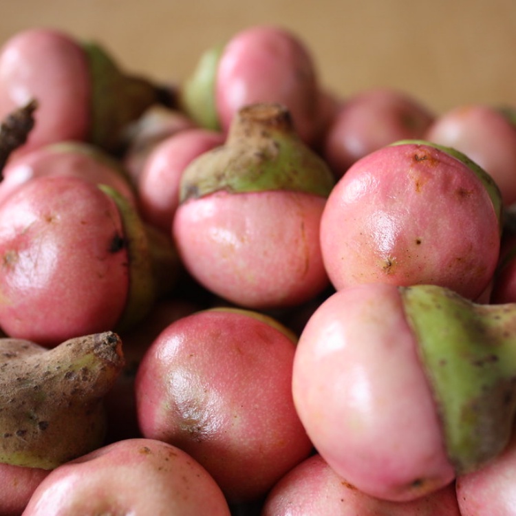 RARE / EXOTIC / NADIR Buah Engkalak / Butter Fruit (Litsea garciae ...