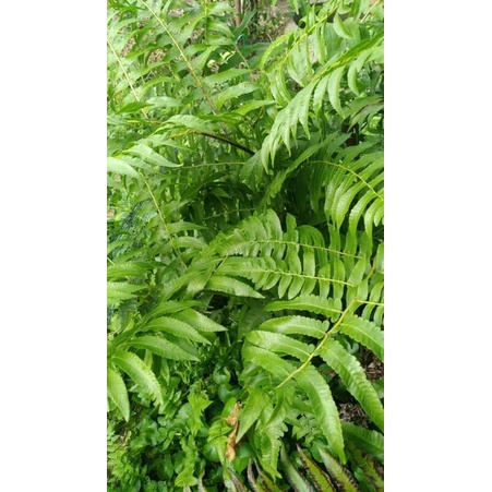 POKOK PAKU PAKIS SEGAR/ POKOK PUCUK PAKU | Shopee Malaysia