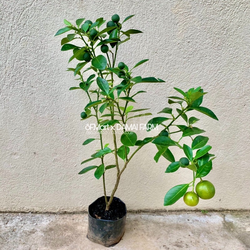 ANAK POKOK LIMAU KASTURI CALAMONDIN CALAMANSI LIMES BUAH BESAR DALAM ...