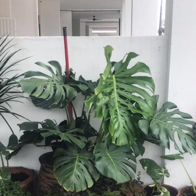 pokok indoor monstera deliciosa | Shopee Malaysia