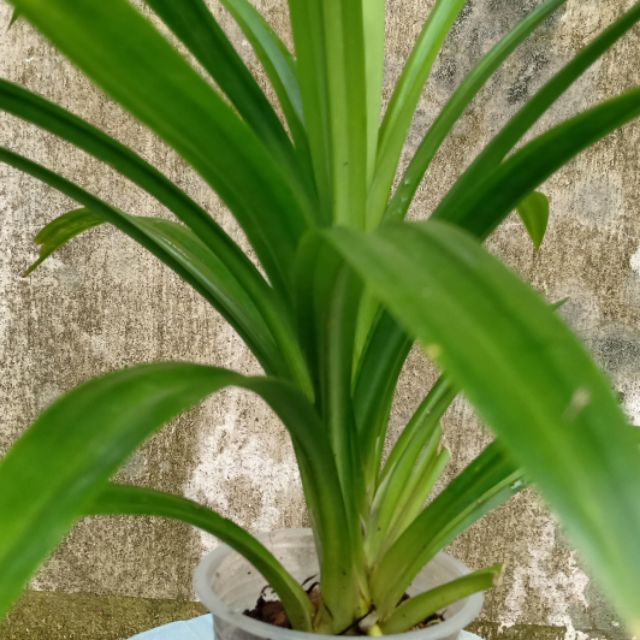 ANAK POKOK PANDAN (Pandanus amaryllifolius ) | Shopee Malaysia