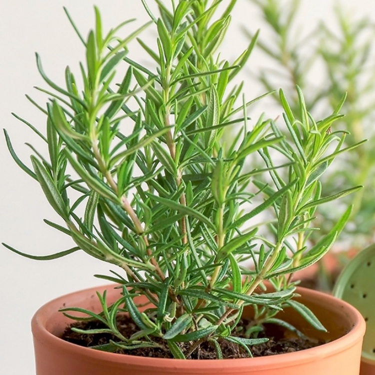 [TO KLANG VALLEY ONLY] Rosmari / Rosemary (Rosmarinus officinalis ...