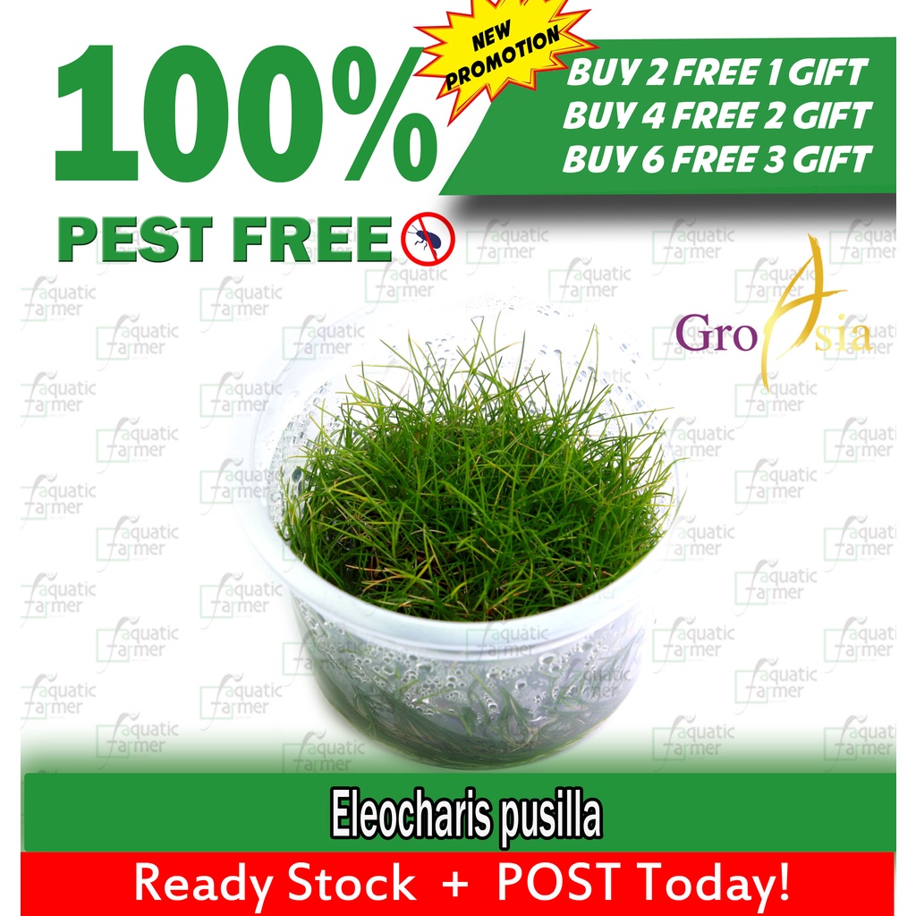 Eleocharis pusilla (dwarf hairgrass) - Aquatic Farmer Tissue Culture ...