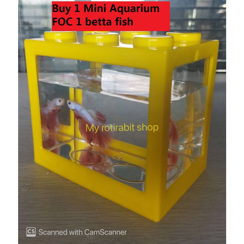 Tangki Akuarium Ikan Laga Betta Fish 斗鱼 鱼缸 Tank Mini Aquarium Fighting ...
