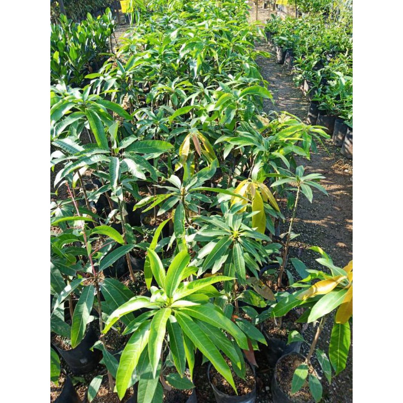 Mangga Epal (Apple Mango) | Shopee Malaysia