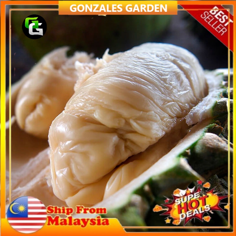 Anak Pokok Durian Capri Kapri Balik Pulau Limited Edition | Shopee Malaysia