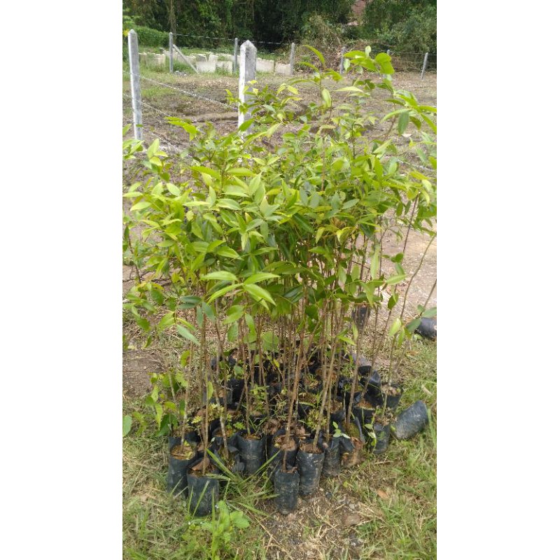 Pokok Raja Kayu / Agathis Borneensis / Damar Minyak | Shopee Malaysia