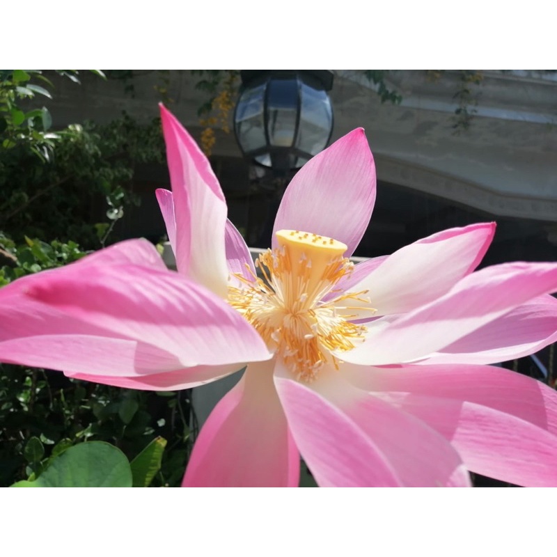 Anak Pokok Teratai dengan akar | Shopee Malaysia