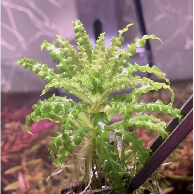 (DOA) Pogostemon Helferi/ Downoi / Red Downoi/ Aquatic plant/Water ...