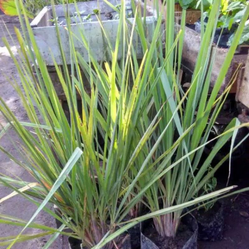 Pokok Serai Dlm Polybag | Shopee Malaysia