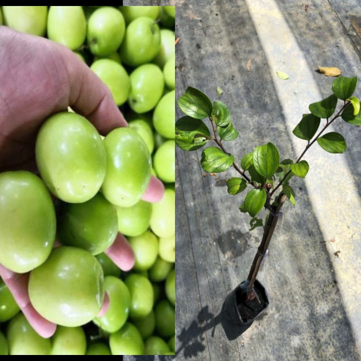 POKOK BIDARA EPAL. POKOK HYBRID (KAHWIN). BUAH BIDARA EPAL. FAST ...