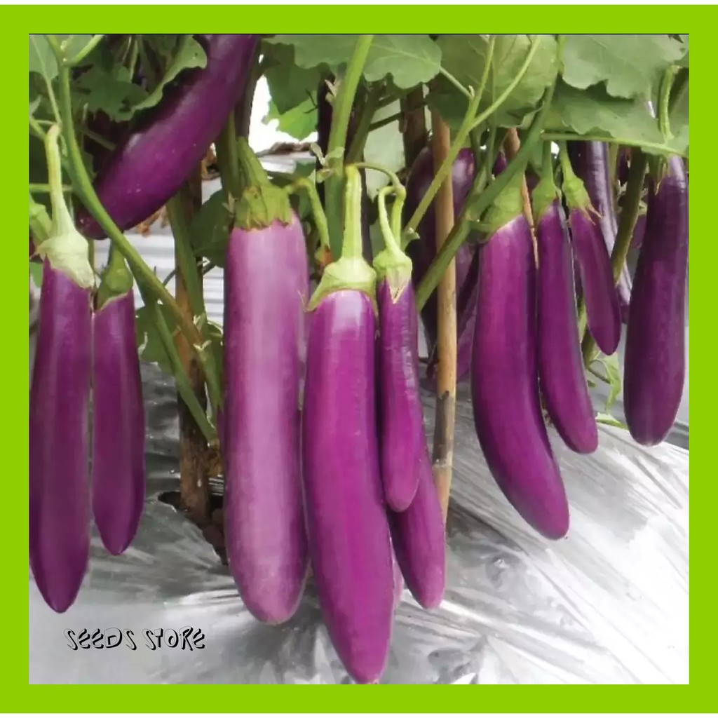 Vege Seeds (12pcs) / Long Purple Eggplant / Terung Ungu Panjang ...