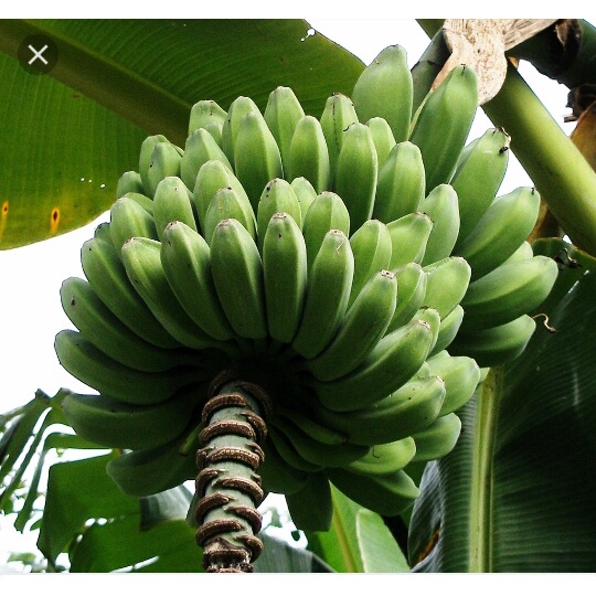 Pisang Abu Nipah (Musa Acuminata X Musa Balbisiana) - Pokok Hidup Besar ...