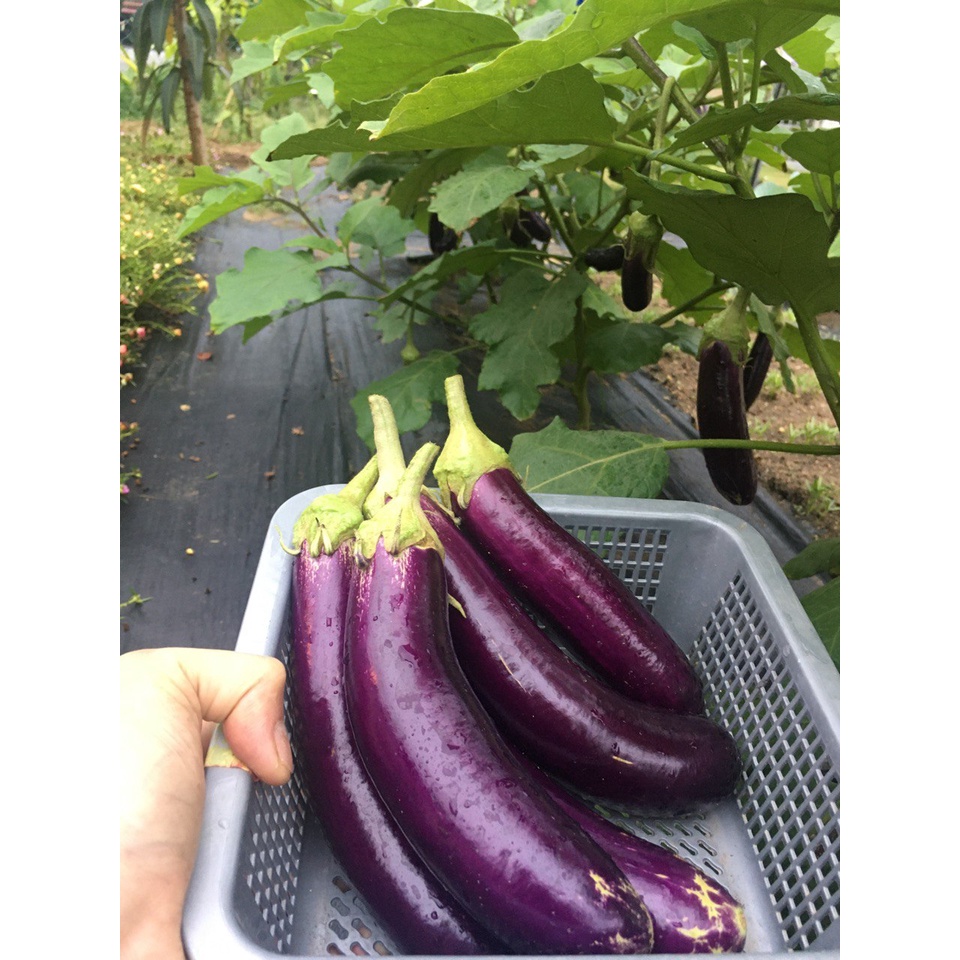 Benih Terung Panjang Long Eggplant Purple Shopee Malaysia