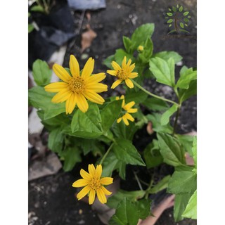 Berjaya Plant Nursery - Sphagneticola Trilobata/Wedelia(Pokok Bunga ...