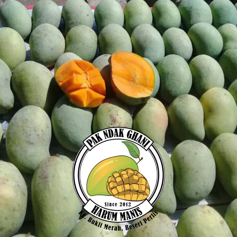 HARUMANIS BUAH ORIGINAL DARI PERLIS MANGGA HARUM MANIS PELAM HARUM ... HARUMANIS BUAH ORIGINAL DARI PERLIS MANGGA HARUM MANIS PELAM HARUM ...
