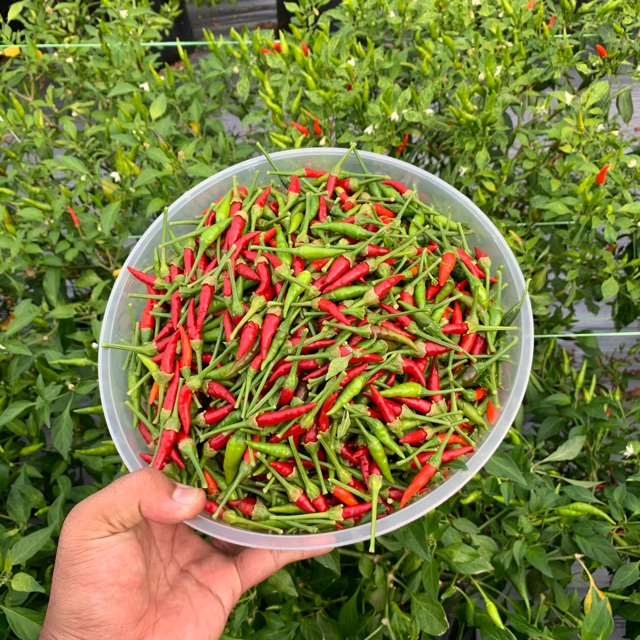 Cili Api Bara Paling Sedap & Pedas | Shopee Malaysia