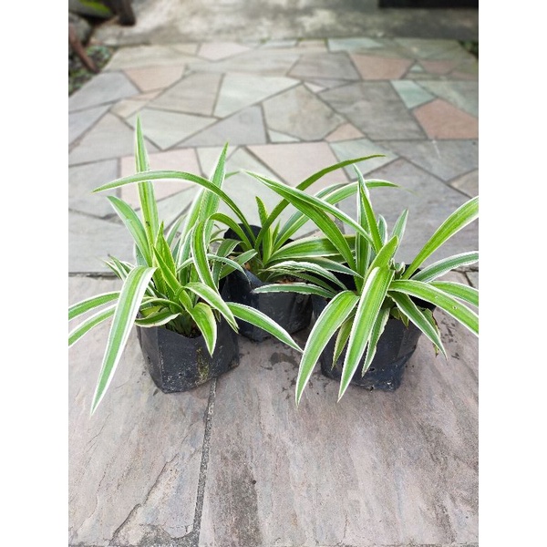 anak pokok spider plant | Shopee Malaysia