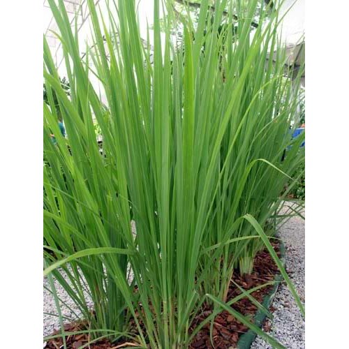 Pokok Serai wangi (sedia disemai) | Shopee Malaysia