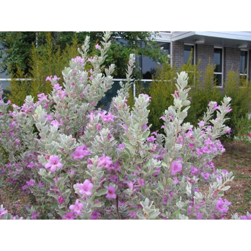 Pokok Bunga Texas Sage / Bunga Sonata | Shopee Malaysia