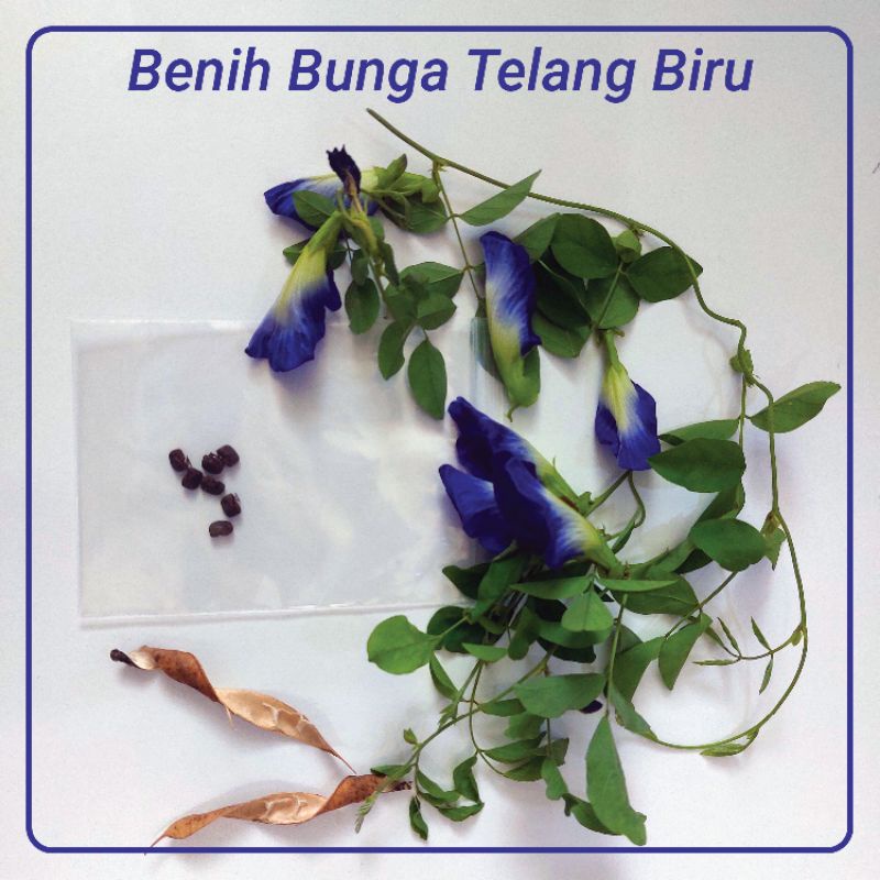Biji benih bunga telang biru @ clitoria ternatea 7 biji senang hidup ...