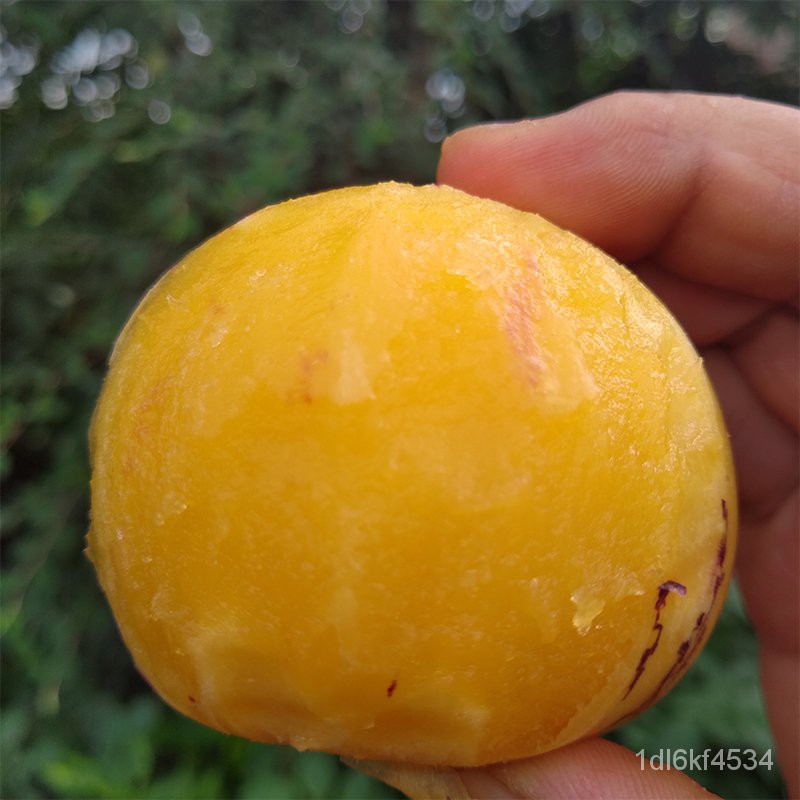 Pokok Dimasak Buah-Buahan Bulat Hati Kuning Buah Ginseng Daging Yunnan ...